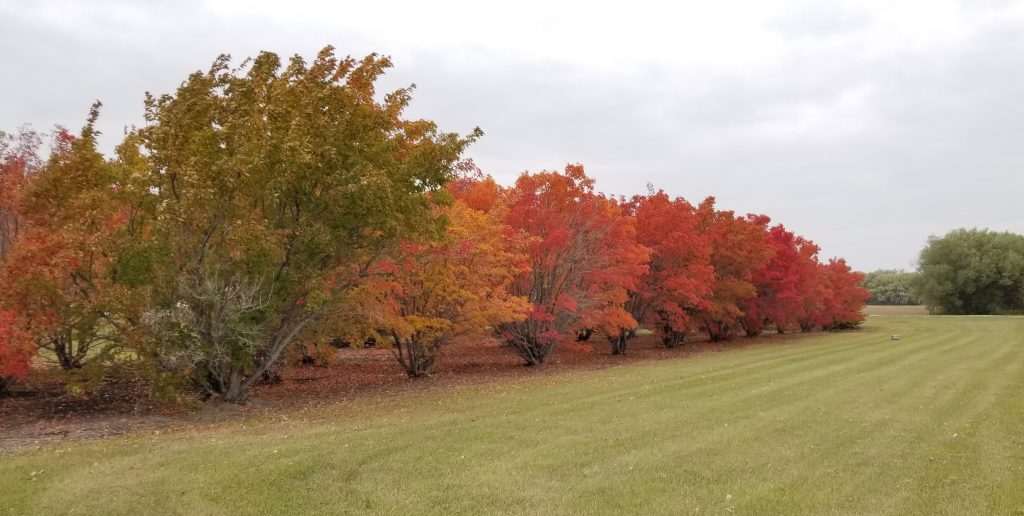 Maple, Amur - Falk Nurseries