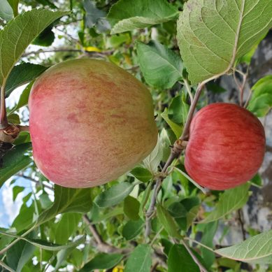 Apple, Prairie Magic - Falk Nurseries