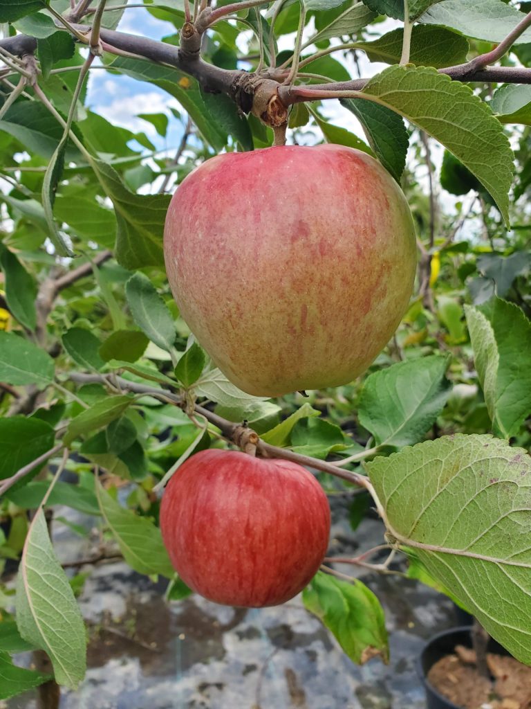 Apple, Dwarf Gemini - Falk Nurseries