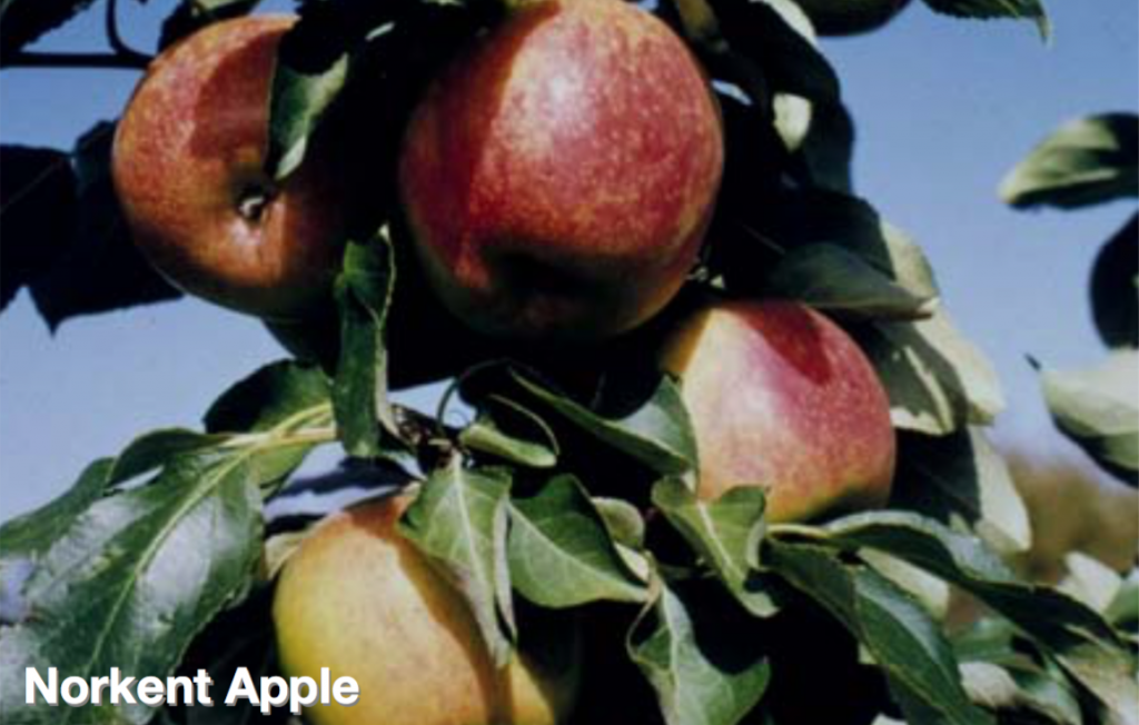 Apple, Norkent - Falk Nurseries