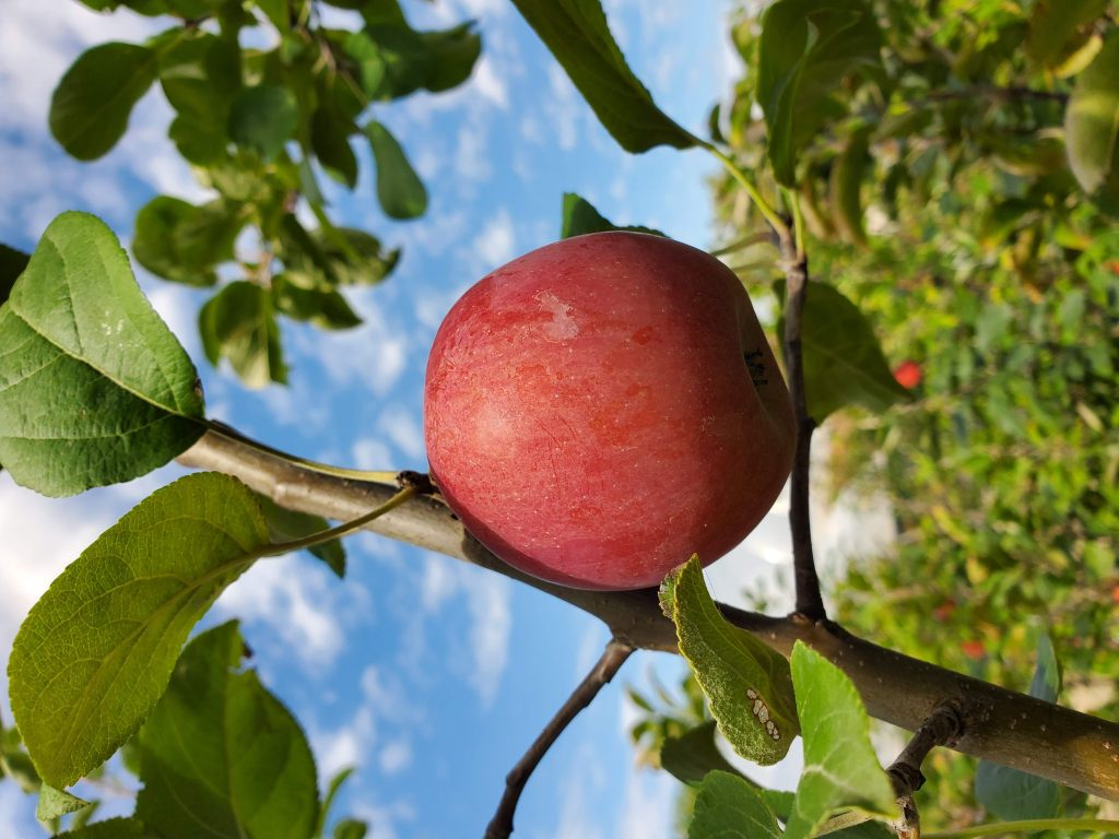 Apple, Red Sparkle - Falk Nurseries