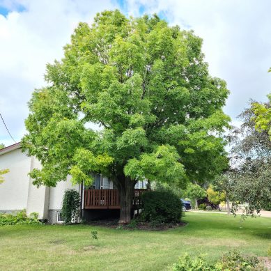 Poplar, Okanese - Falk Nurseries