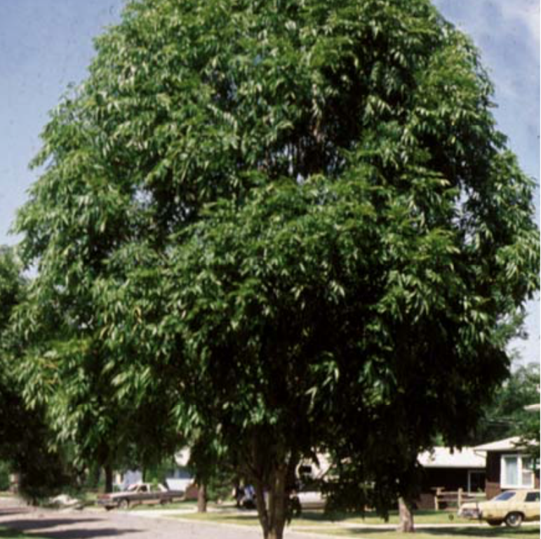 Poplar, Okanese - Falk Nurseries