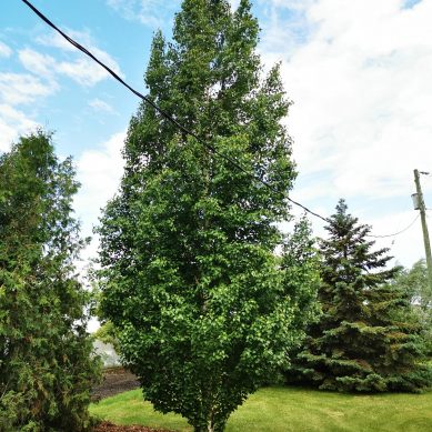 Birch, Clump Paper - Falk Nurseries