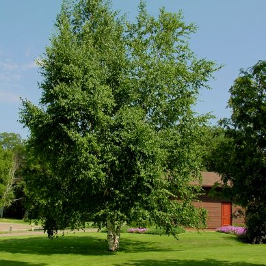 Birch, Clump Paper - Falk Nurseries
