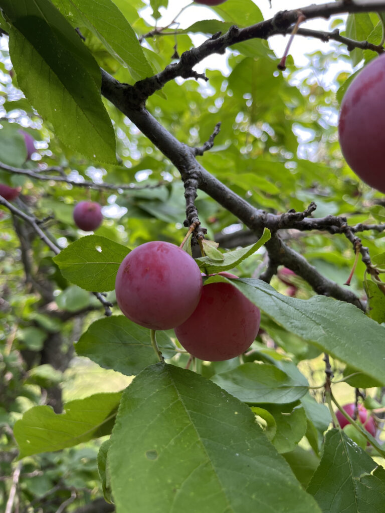 Plum, Brook Red - Falk Nurseries