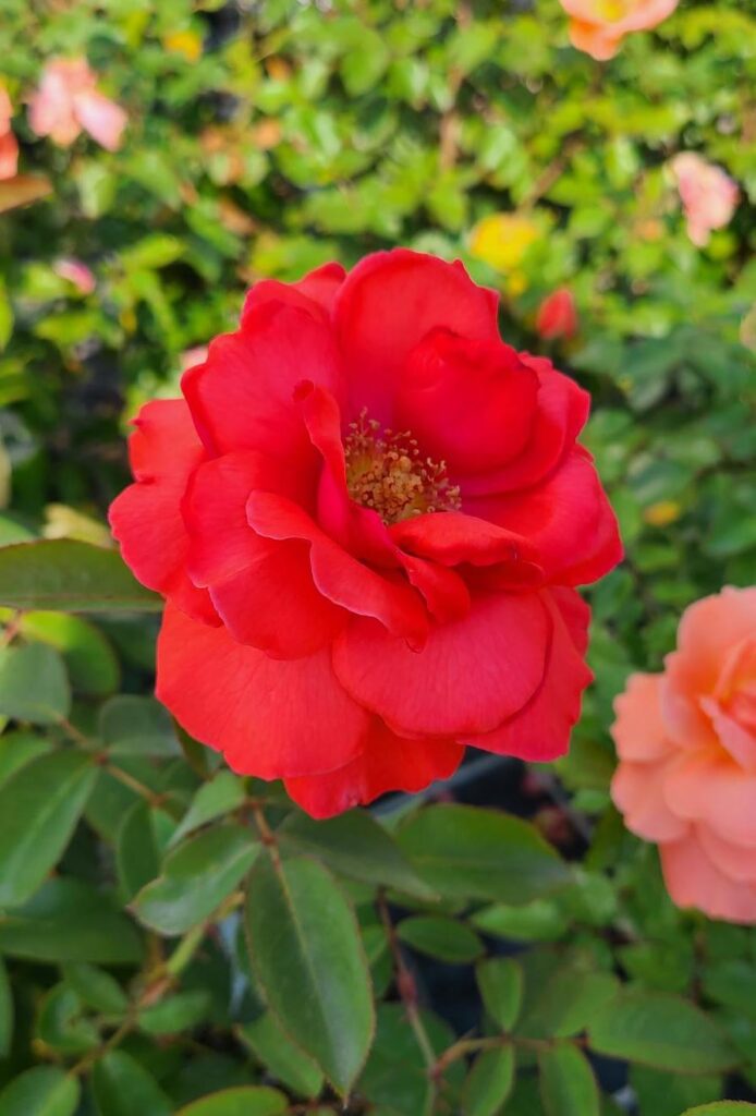 Rose, Canadian Shield - Falk Nurseries