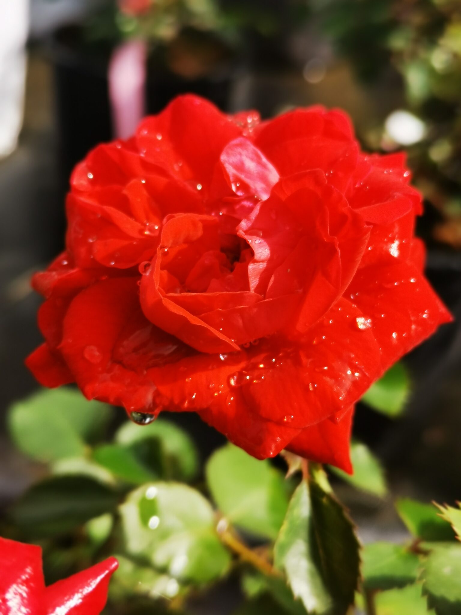 Rose, Canadian Shield - Falk Nurseries