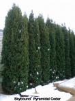 Cedar, Skybound - Falk Nurseries