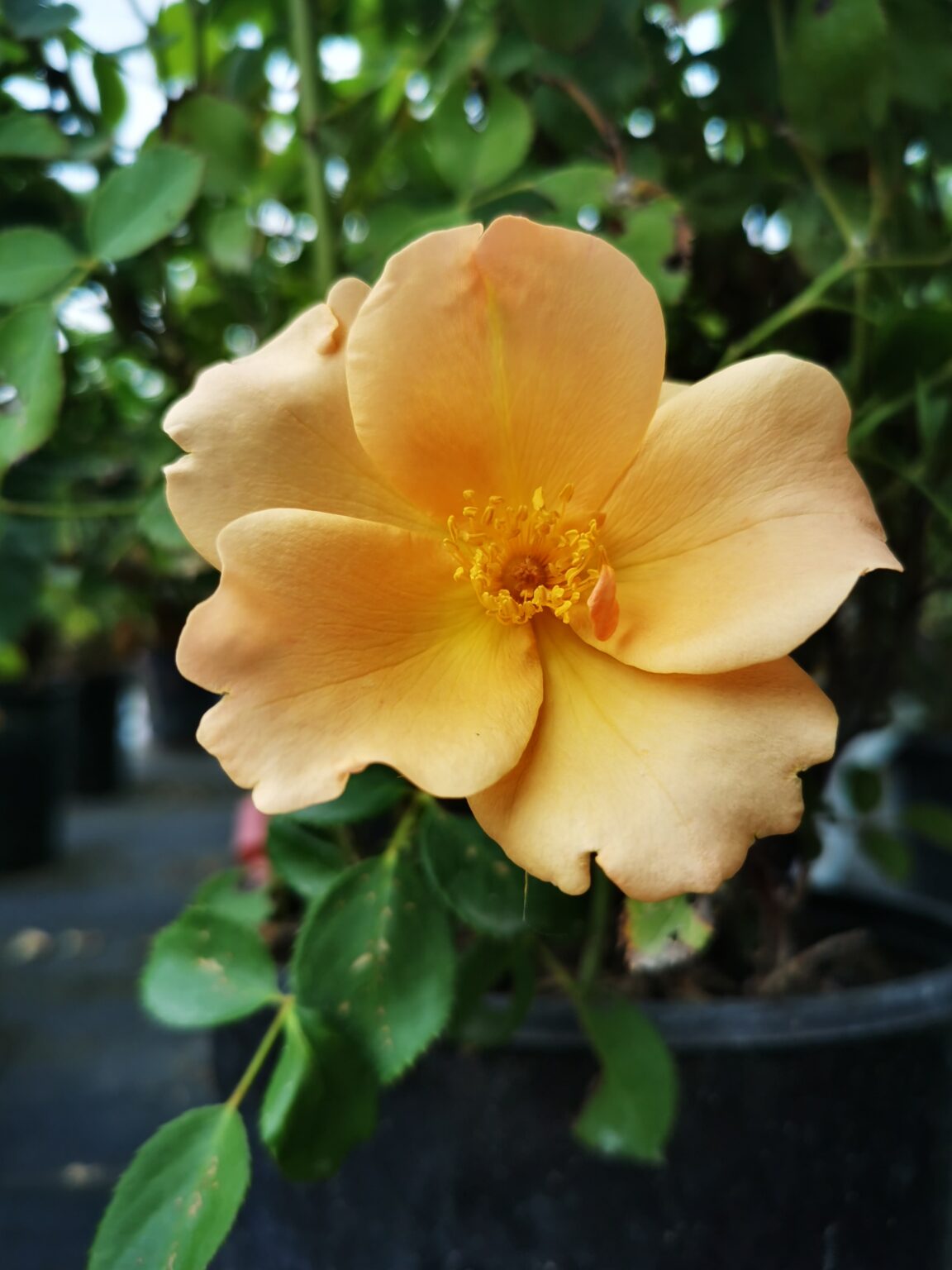 Rose, Chinook Sunrise - Falk Nurseries