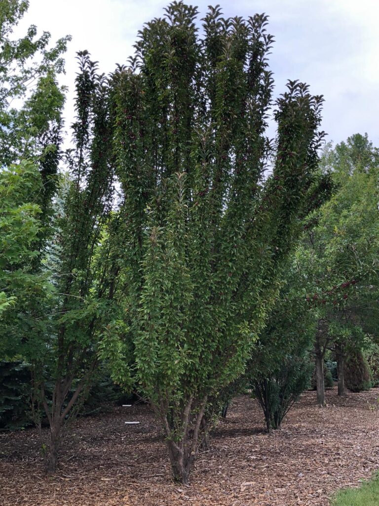 Flowering Crabapple, Emerald Spire - Falk Nurseries
