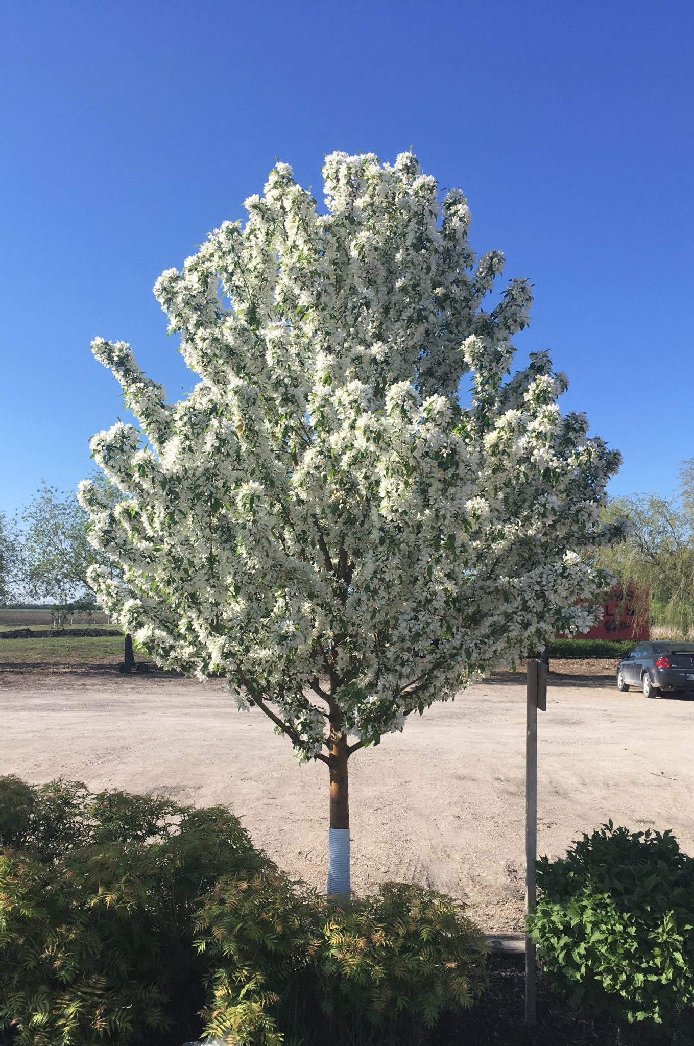 Flowering Crabapple, Spring Snow - Falk Nurseries