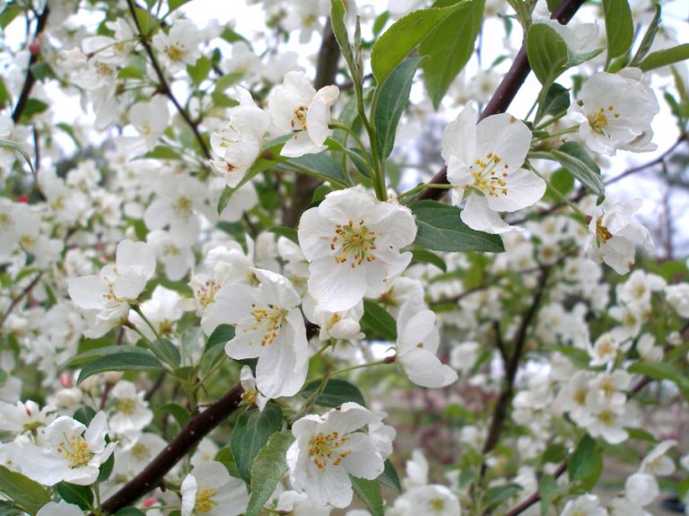 Flowering Crabapple, Spring Snow - Falk Nurseries