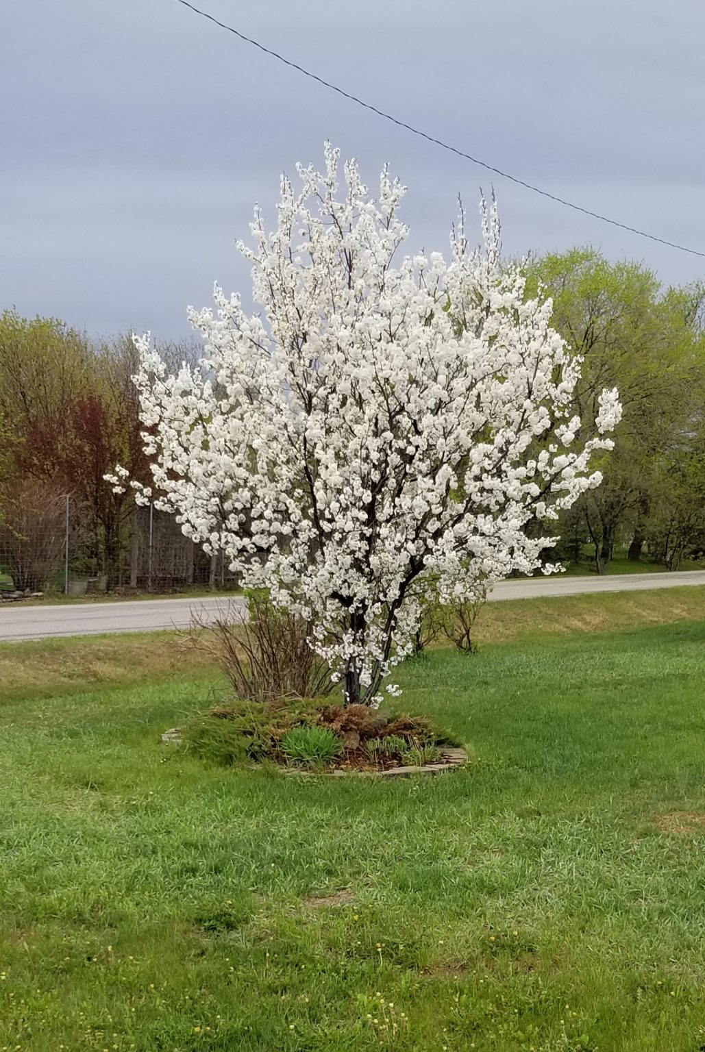 Flowering Plum, Princess Kay - Falk Nurseries