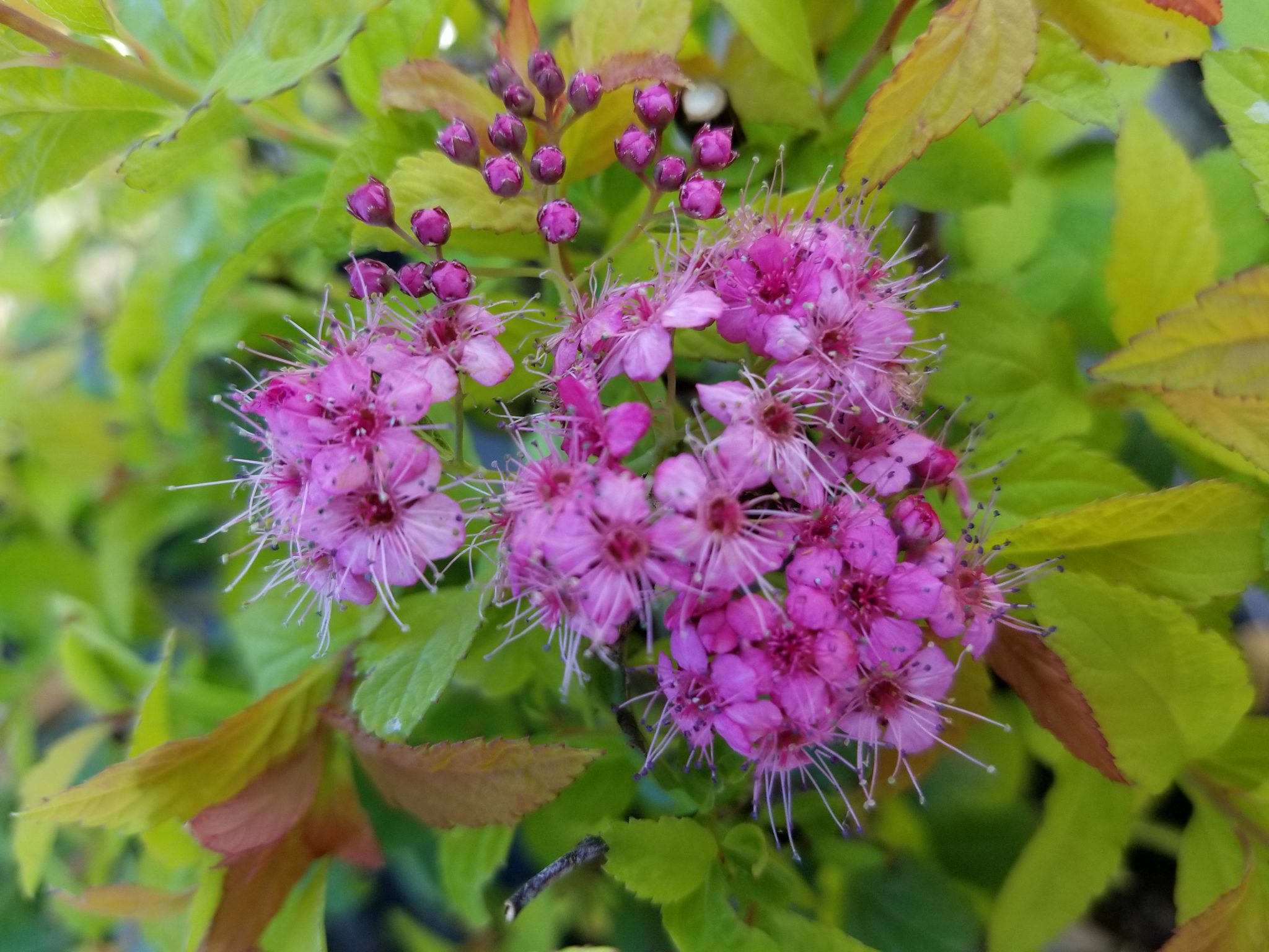 Spirea, Froebel - Falk Nurseries