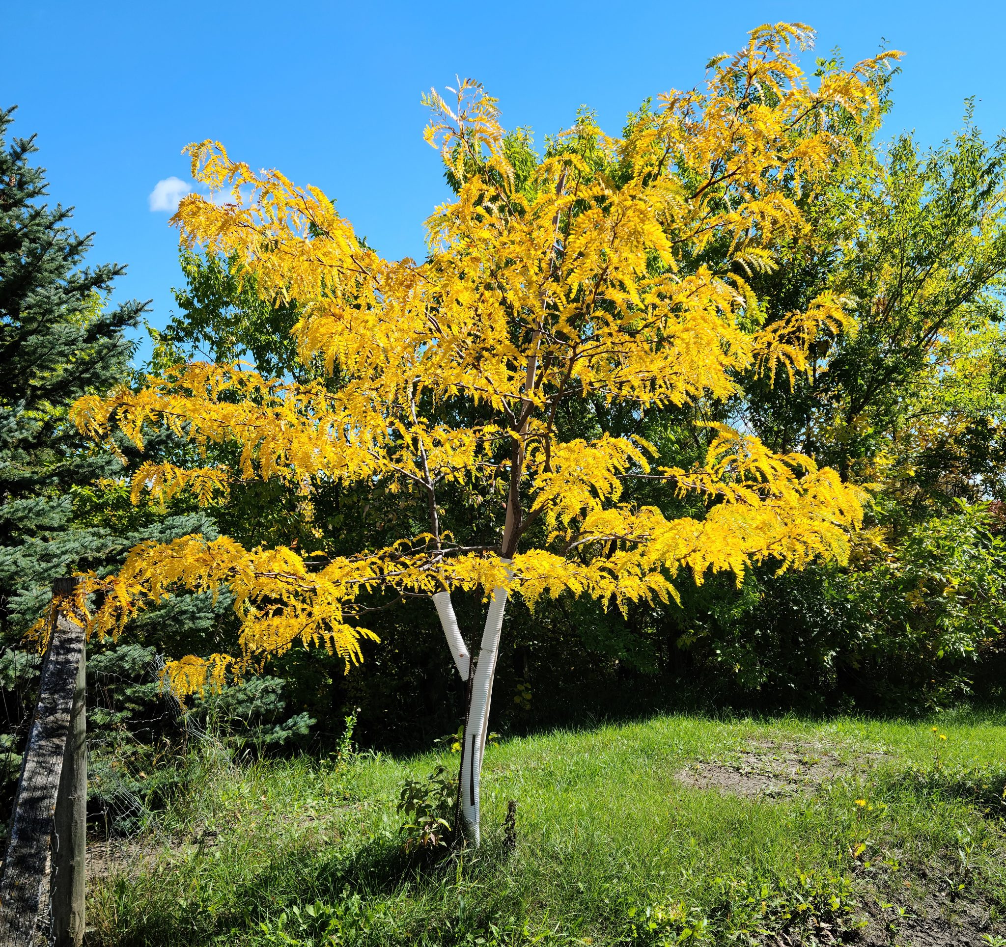 Honey Locust, Northern Acclaim - Falk Nurseries