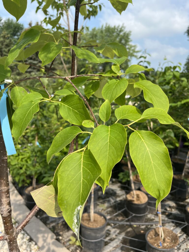Tree Lilac, Japanese - Falk Nurseries
