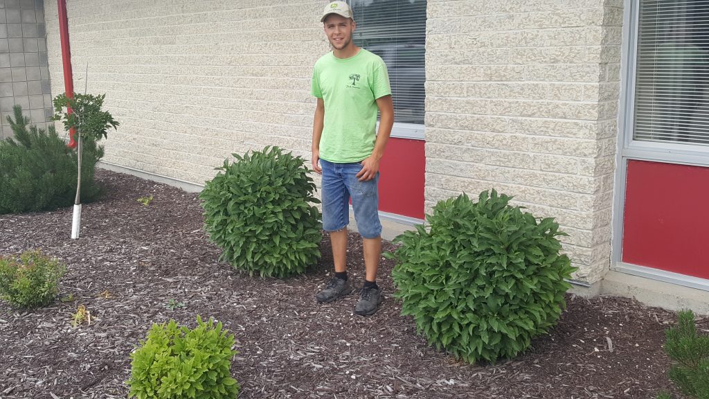 Lilac, Charisma - Falk Nurseries