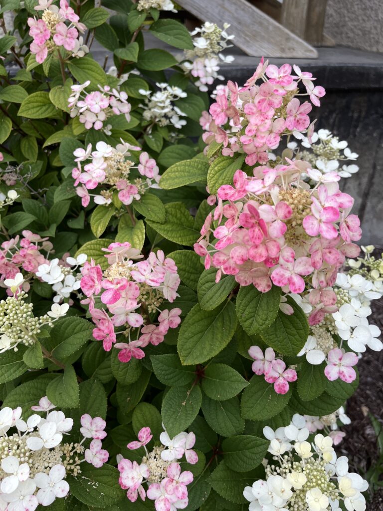 Hydrangea, Little Quickfire - Falk Nurseries