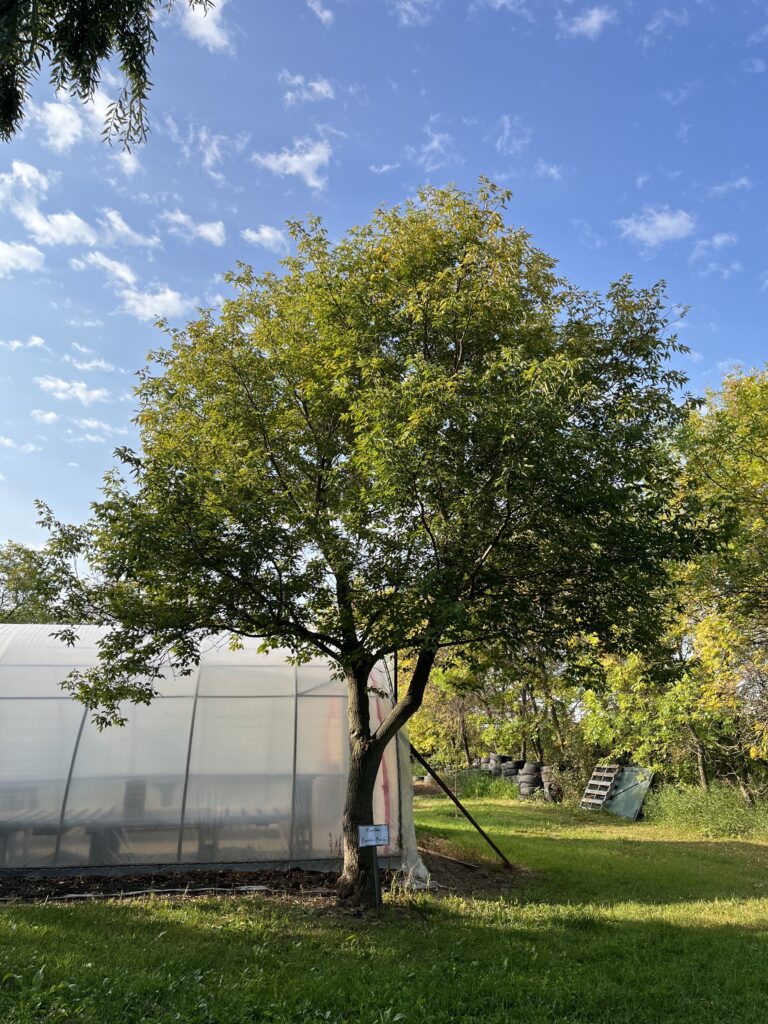 Maple, Manitoba (Boxelder) - Falk Nurseries