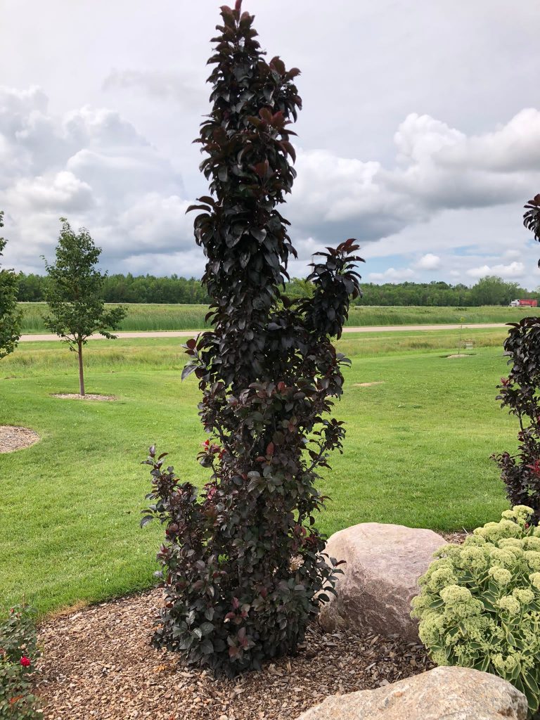 Flowering Crabapple, Midnite Spire - Falk Nurseries