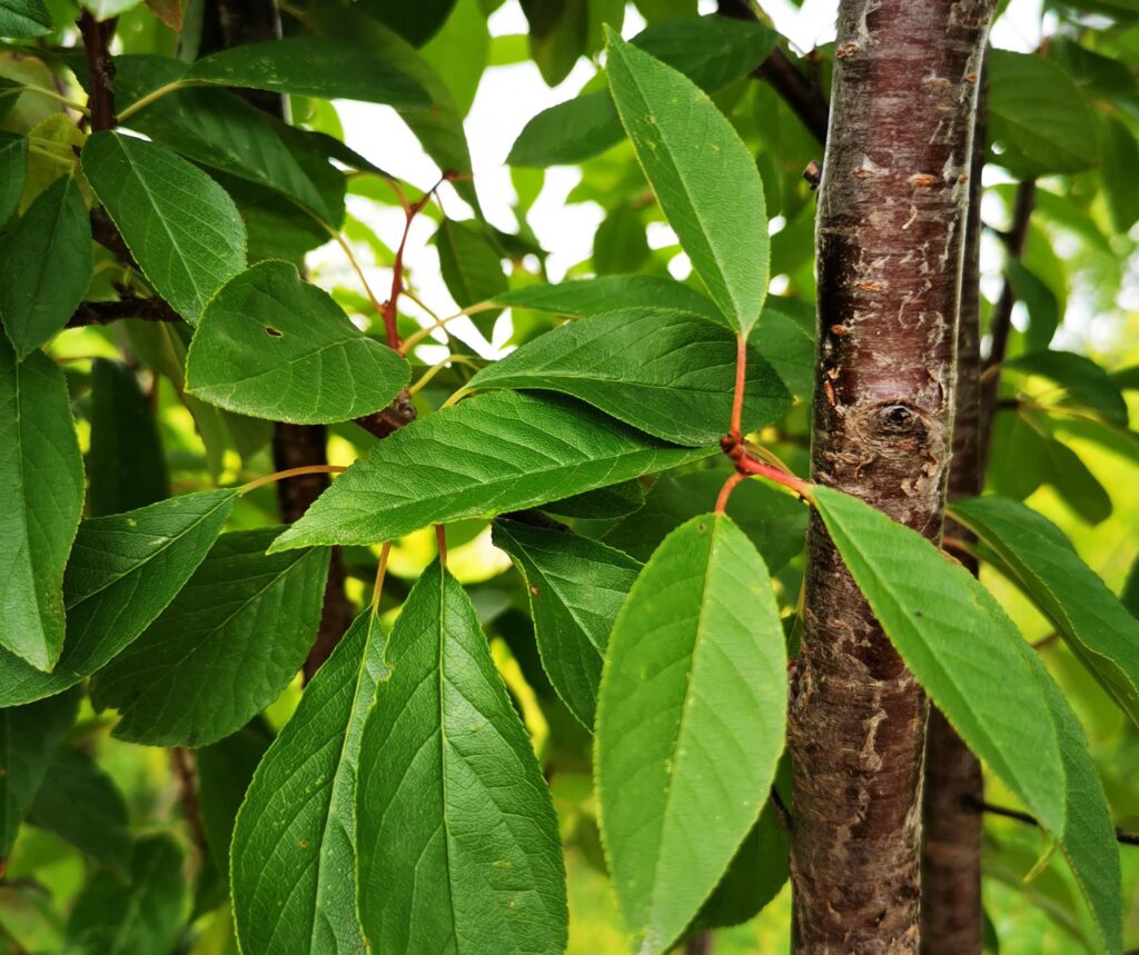 Cherry, Ming - Falk Nurseries