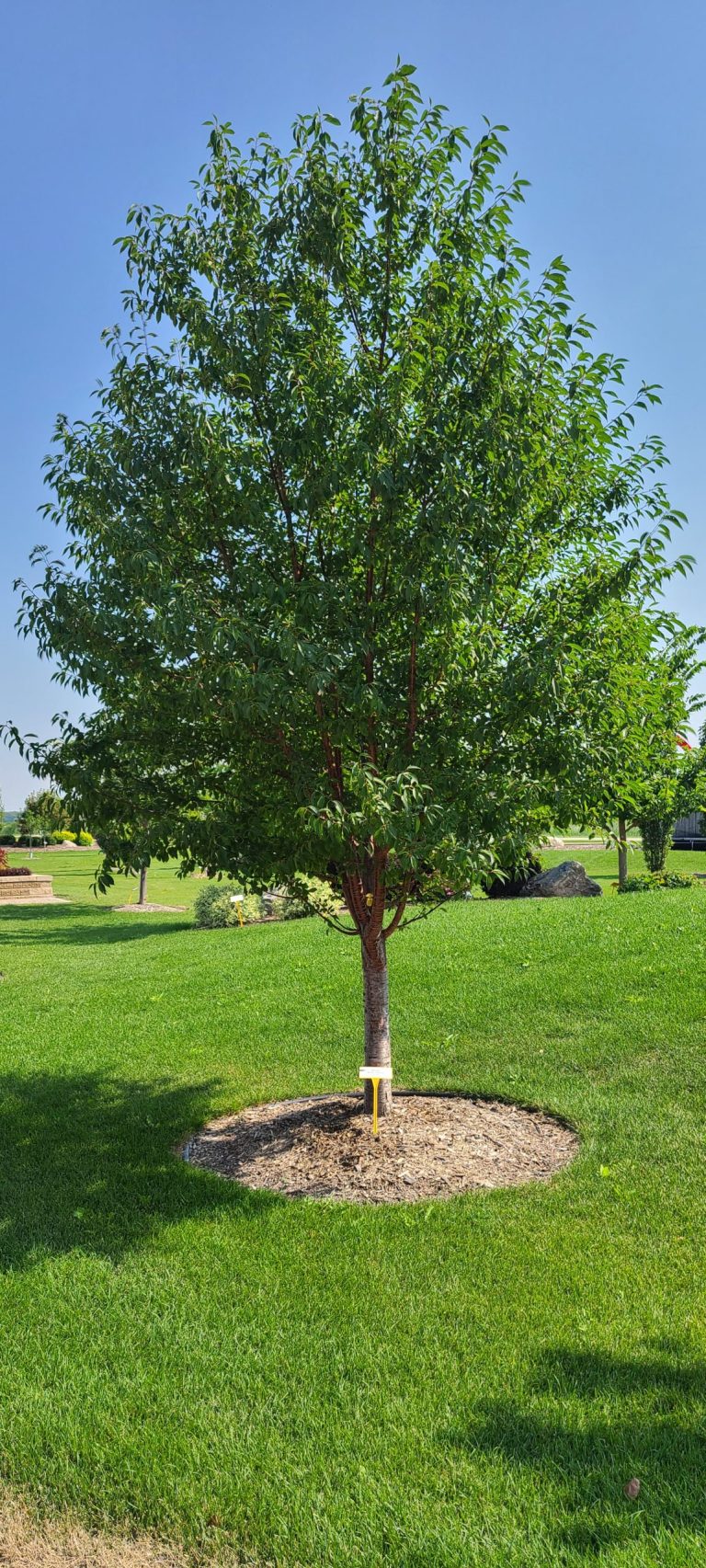 Cherry, Ming - Falk Nurseries