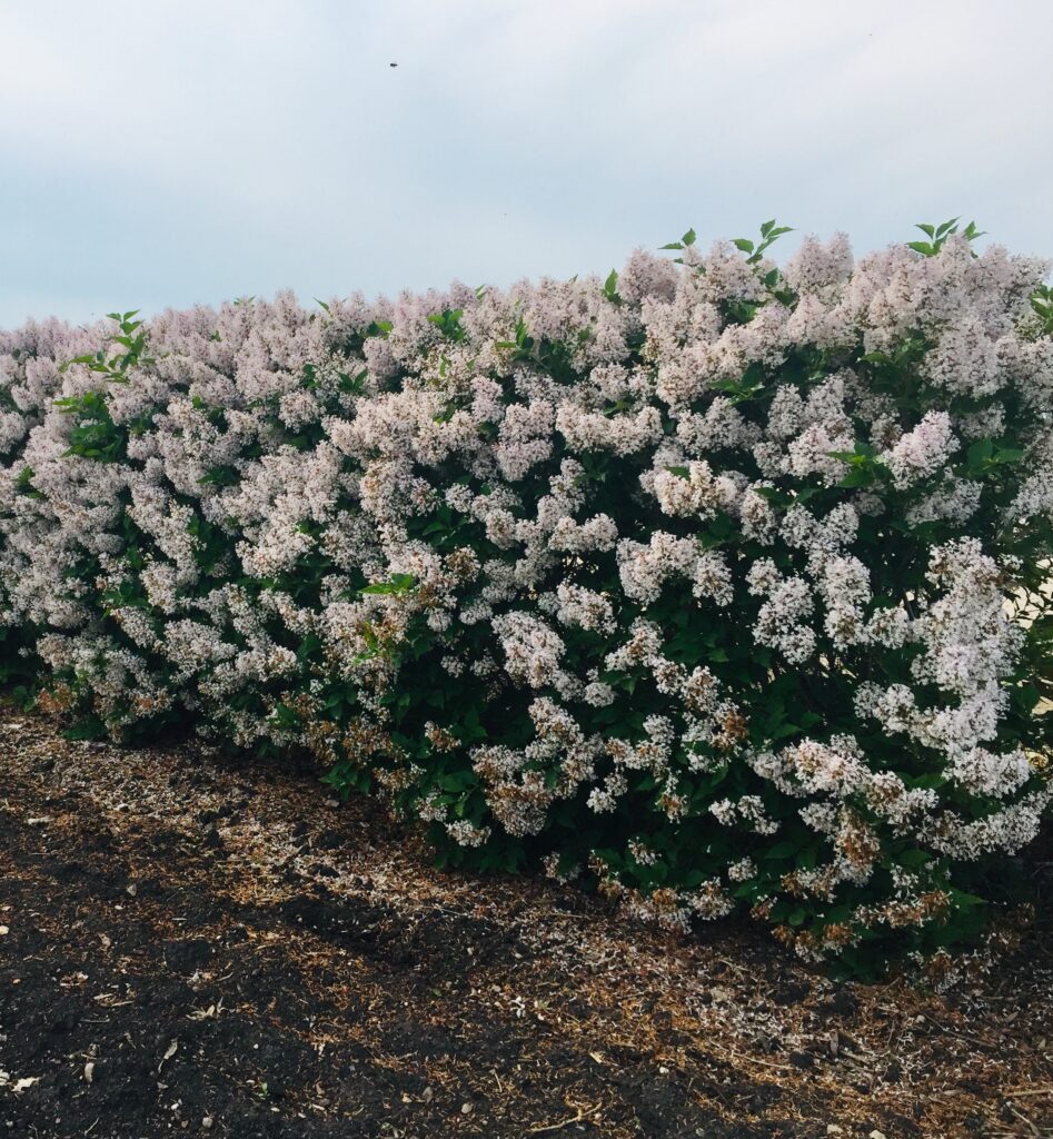 Miss Kim Lilac Fall Color