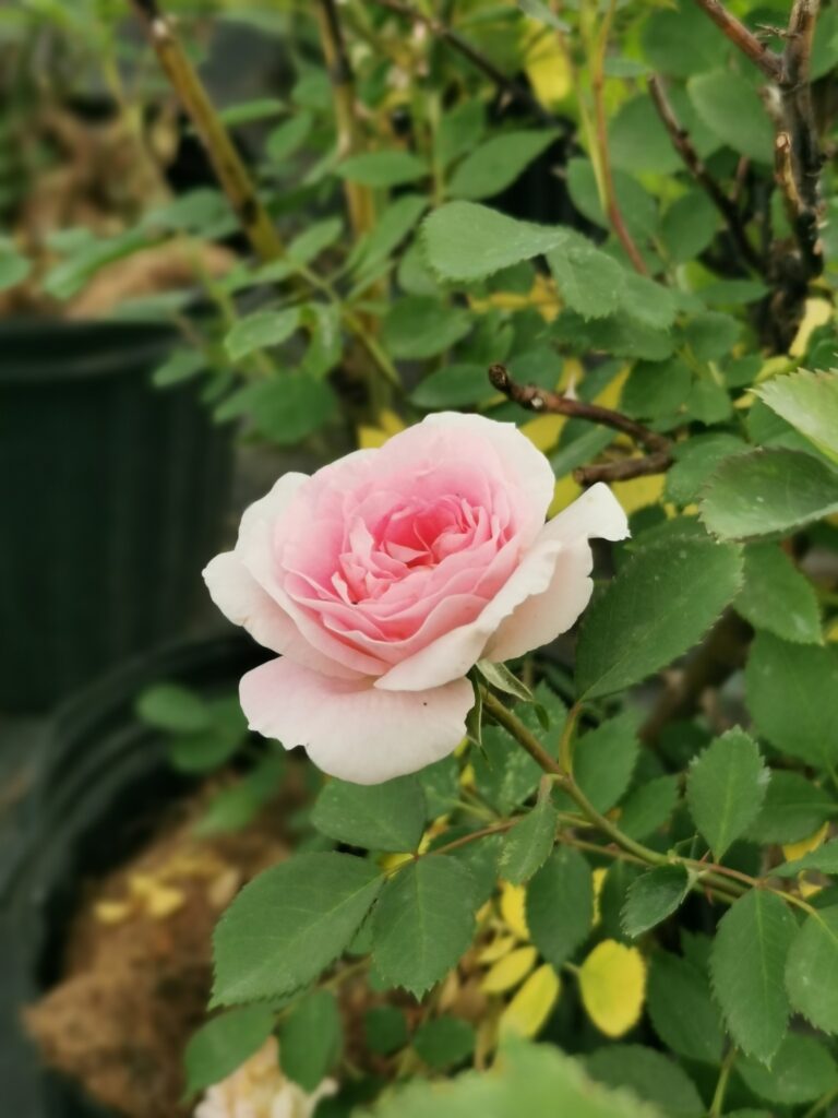 Rose, Morden Blush - Falk Nurseries