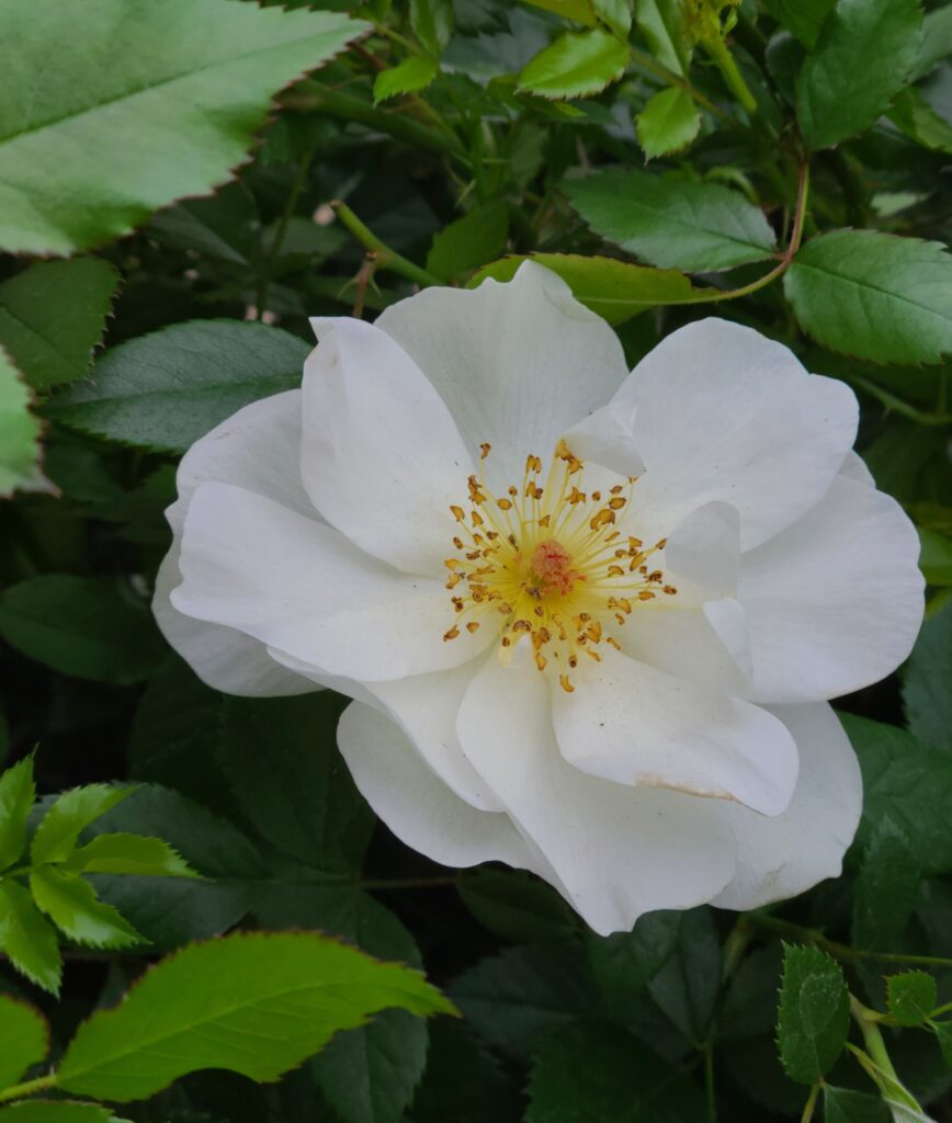 Rose, Oscar Peterson - Falk Nurseries