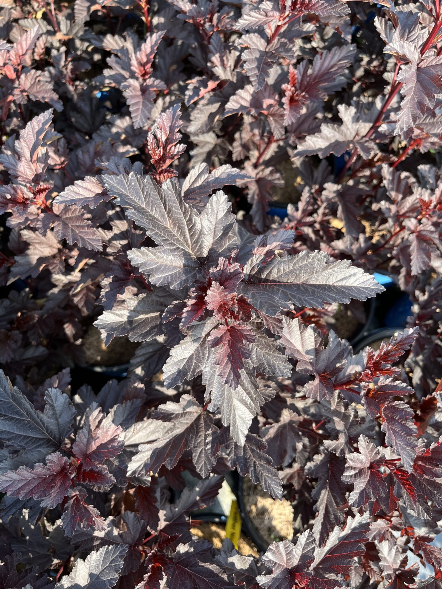 Ninebark, Panther - Falk Nurseries