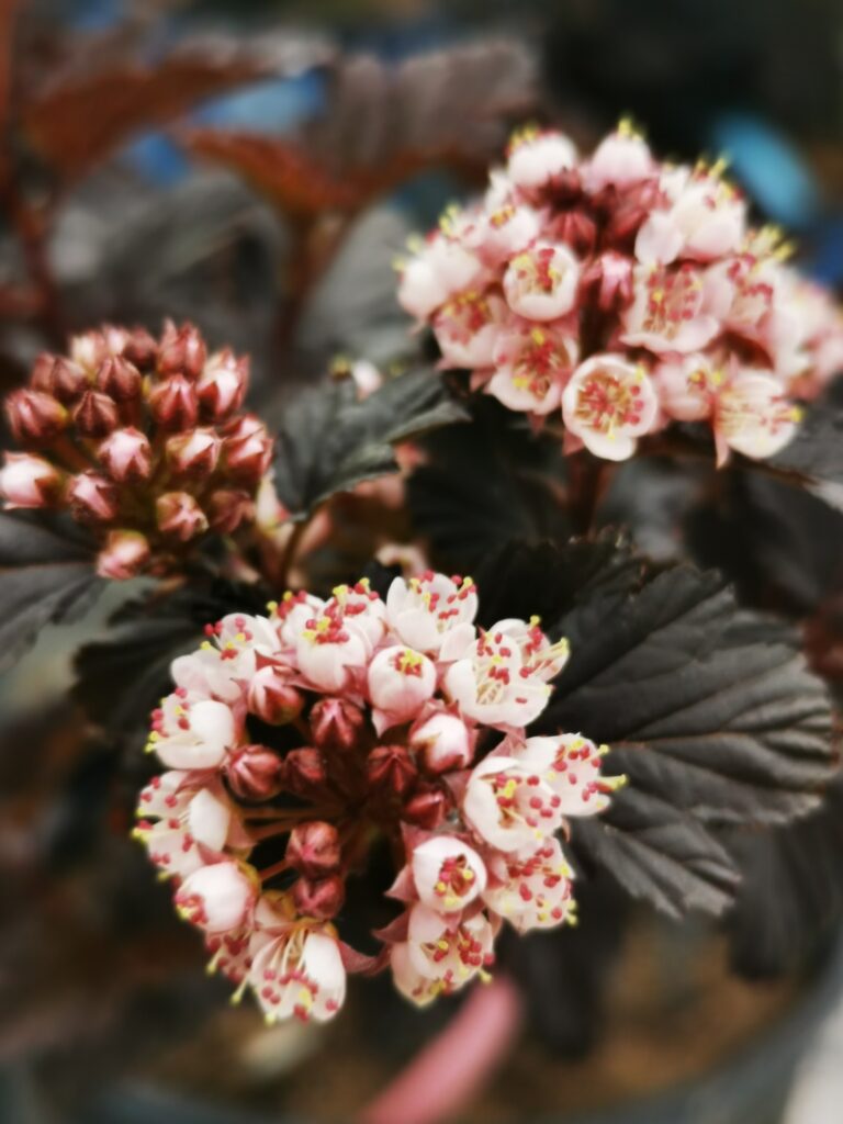 Ninebark, Panther - Falk Nurseries