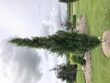 Birch, Parkland Pillar - Falk Nurseries