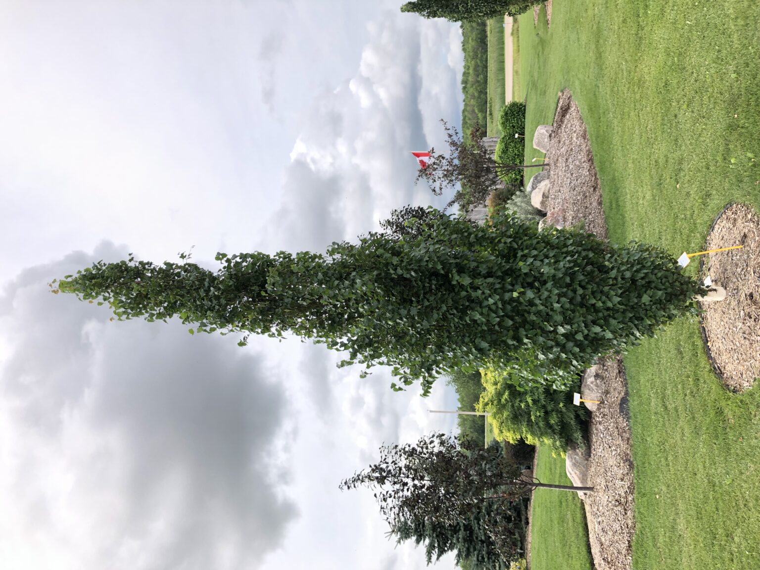 Birch, Parkland Pillar - Falk Nurseries