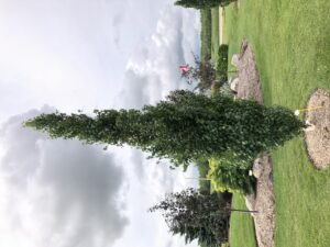 Birch, Parkland Pillar - Falk Nurseries