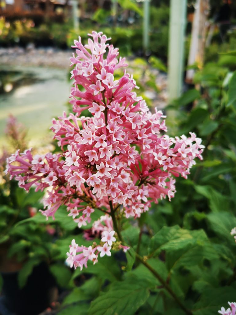 Lilac, Pinktini - Falk Nurseries
