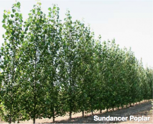 Poplar, Sundancer - Falk Nurseries