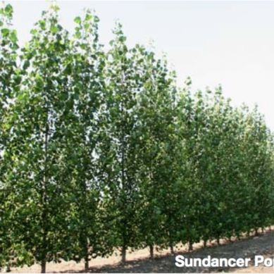 Gooseberry, Little Ben - Falk Nurseries