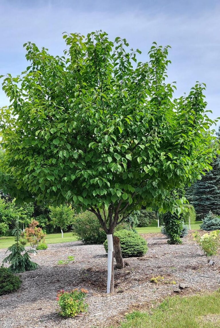 Flowering Plum, Princess Kay - Falk Nurseries