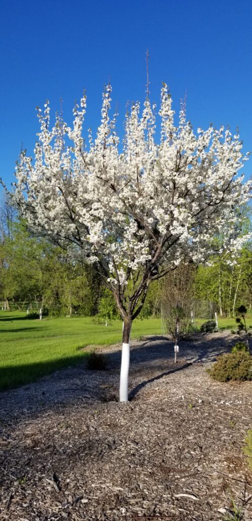 Flowering Plum, Princess Kay - Falk Nurseries