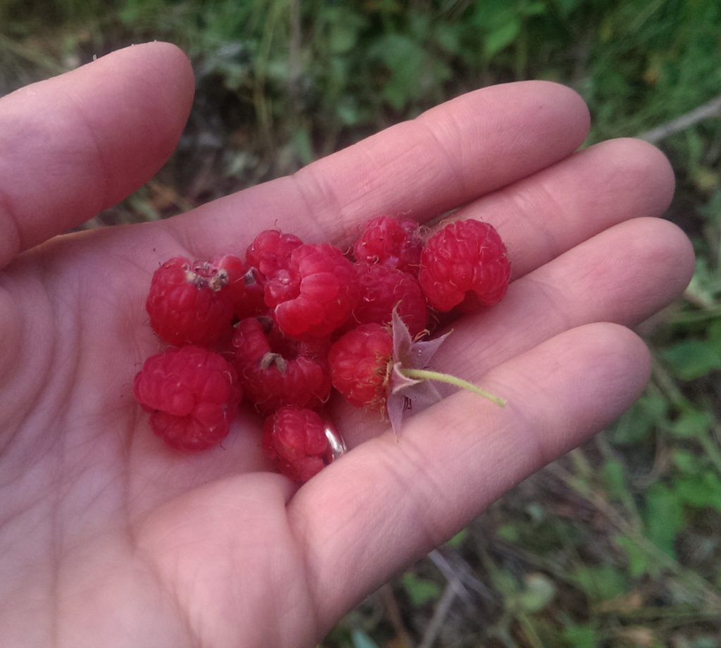 Raspberry, Double Delight - Falk Nurseries