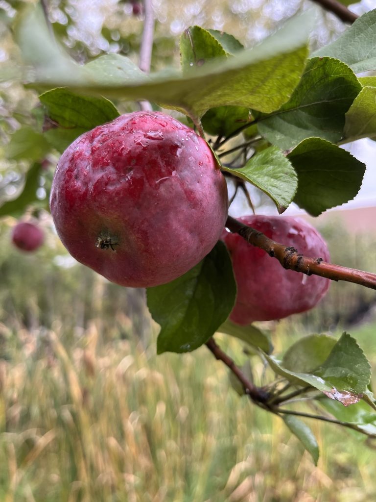 Apple, Red Sparkle - Falk Nurseries
