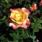 Rose, Campfire - Falk Nurseries