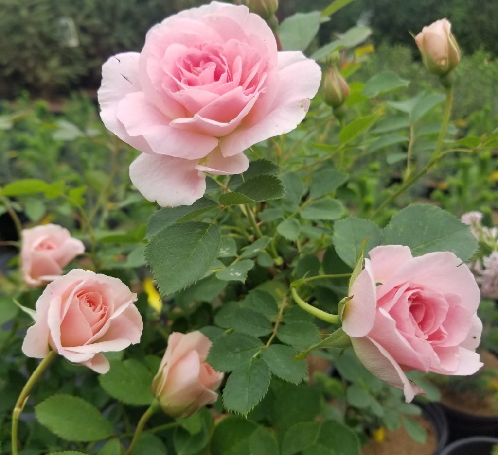 Rose, Morden Blush - Falk Nurseries
