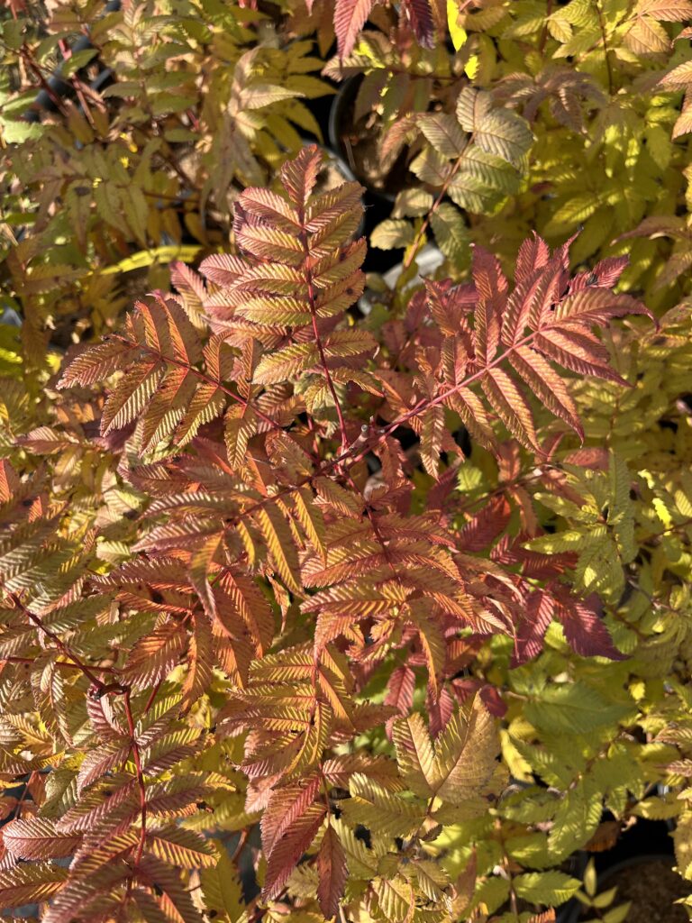 False Spirea, Sem - Falk Nurseries