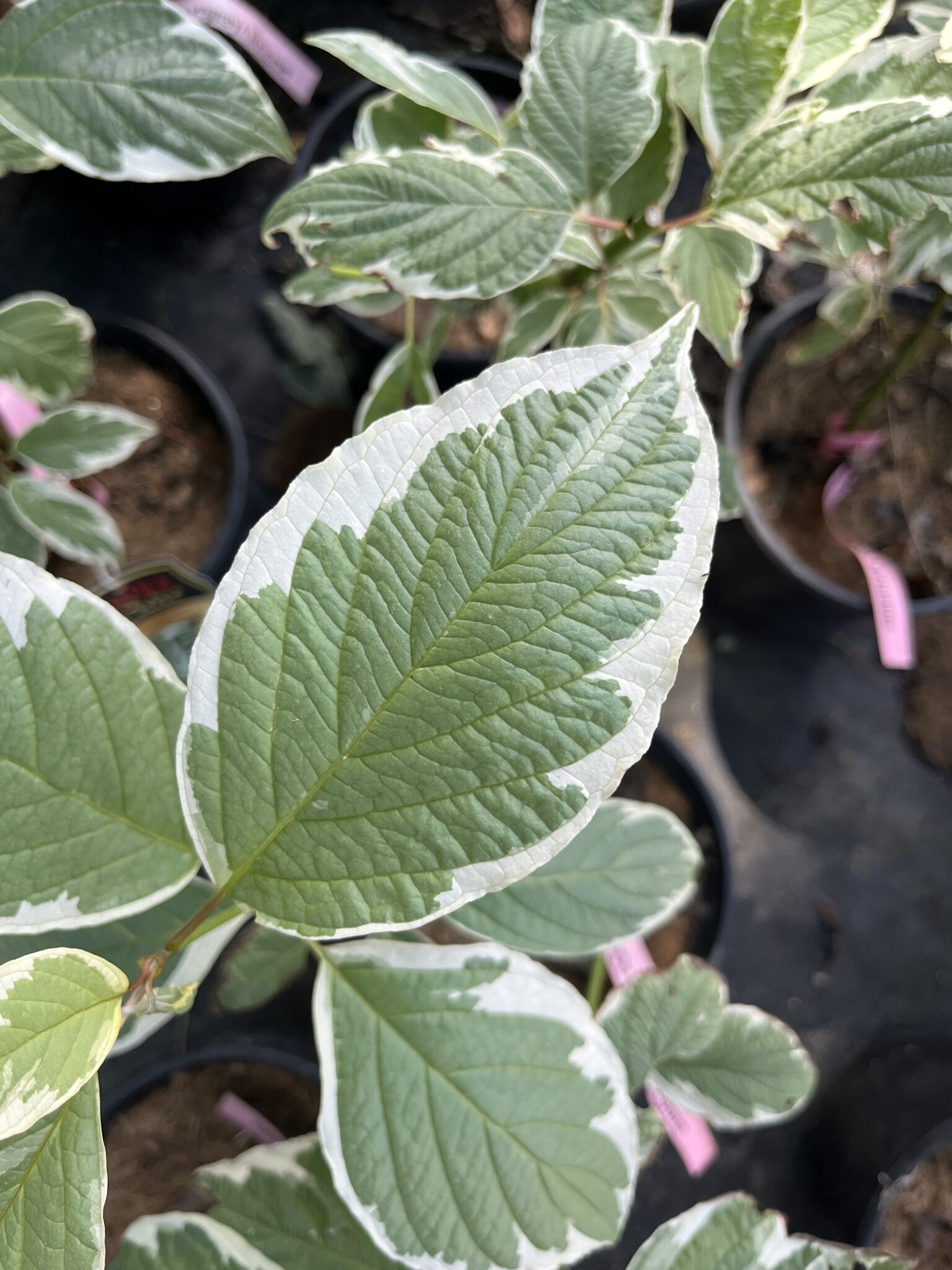 Dogwood, Siberian Variegated - Falk Nurseries
