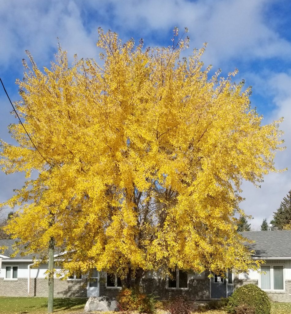 Maple, Silver - Falk Nurseries