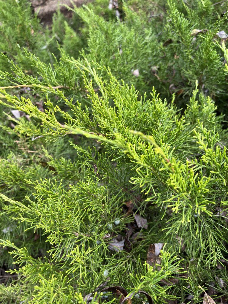 Juniper, Skandia - Falk Nurseries