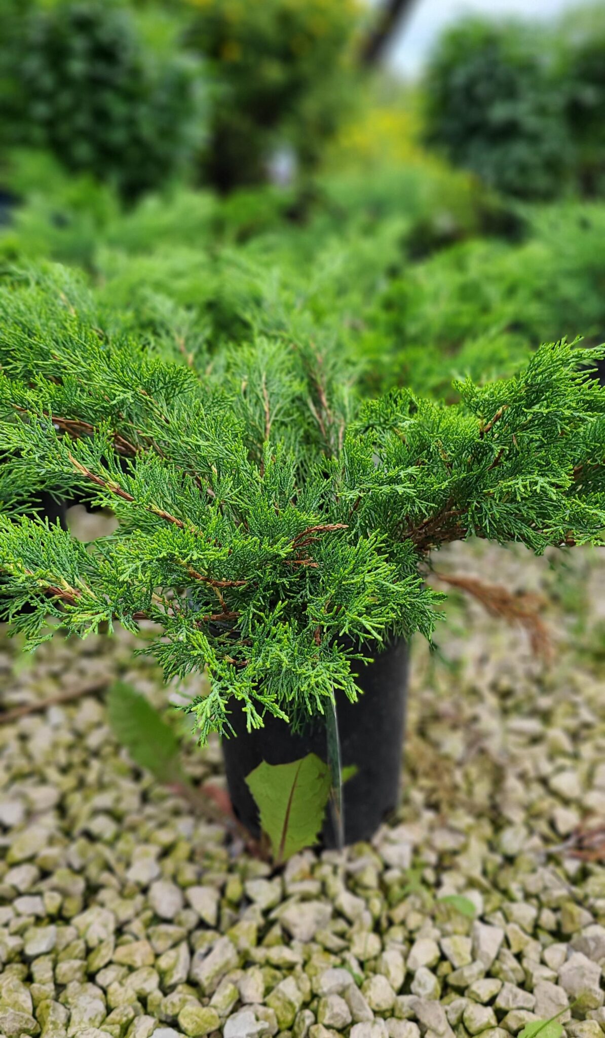 Juniper, Skandia - Falk Nurseries