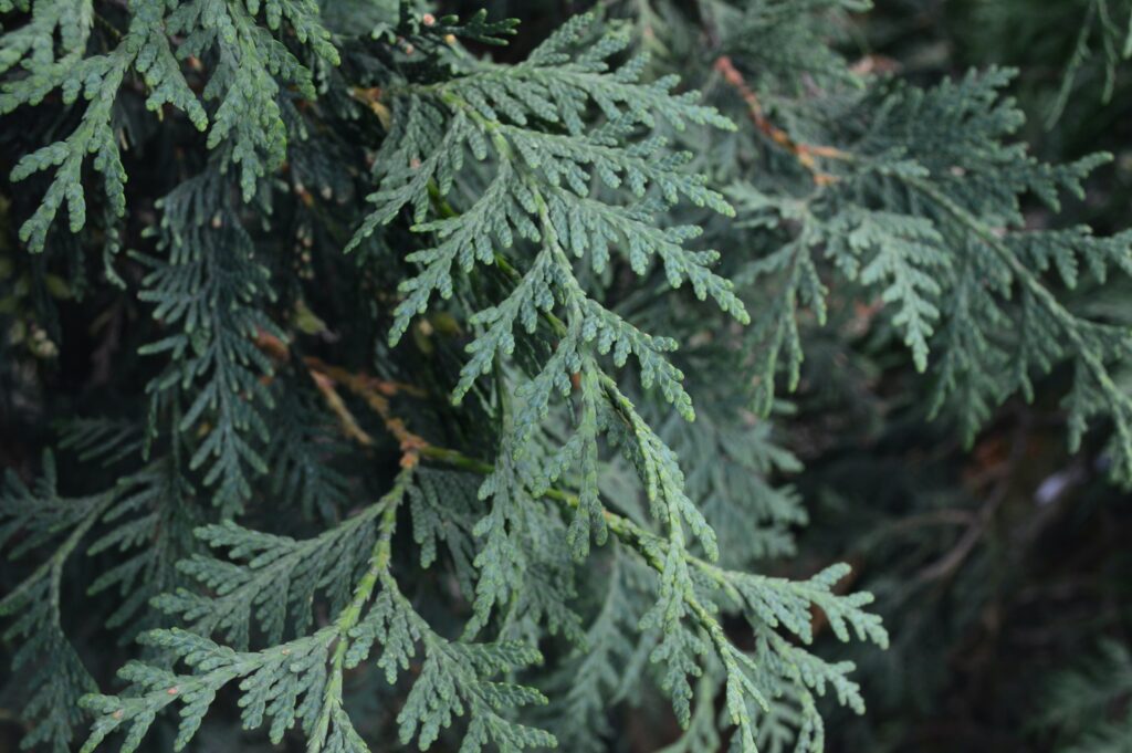 Cedar, Skybound - Falk Nurseries